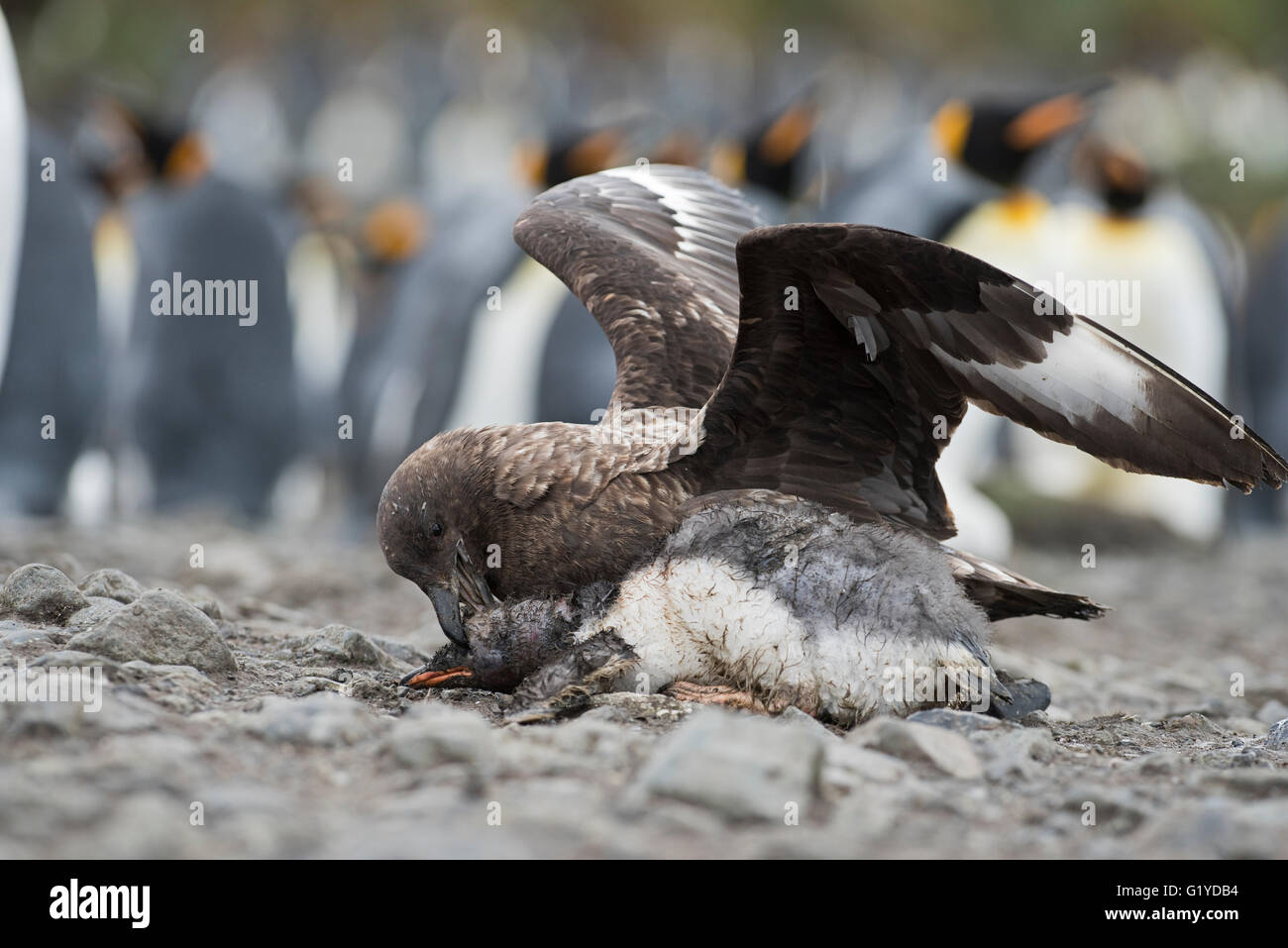 With penguin chick as prey hi-res stock photography and images - Alamy