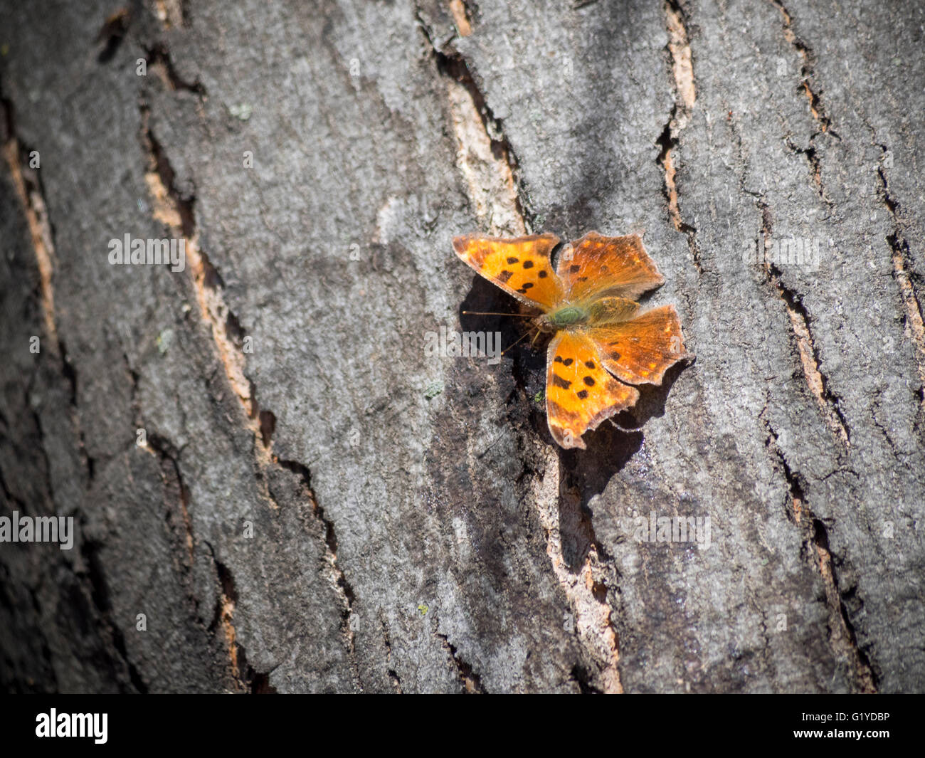 Eastern Comma Butterfly Stock Photo - Alamy