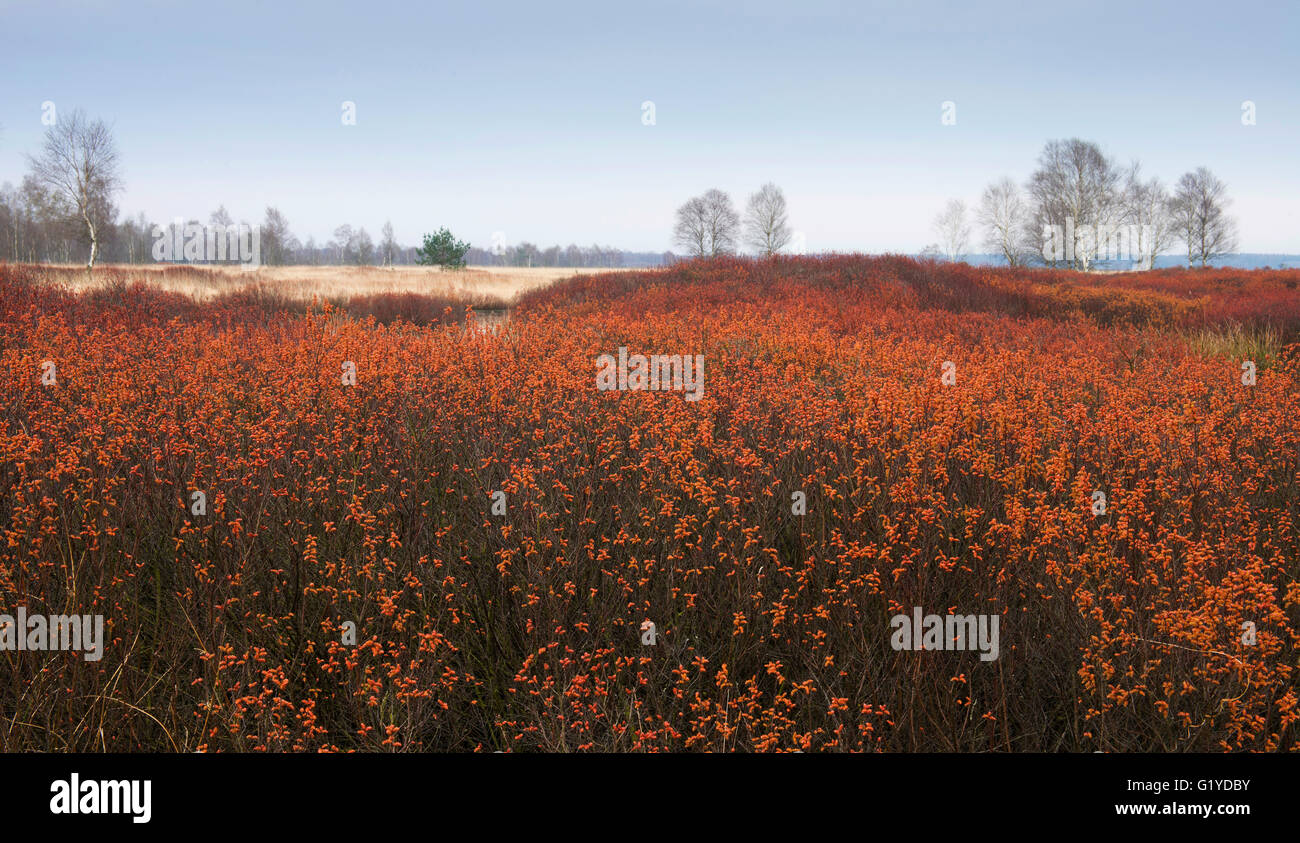 Myrica gale hi-res stock photography and images - Alamy
