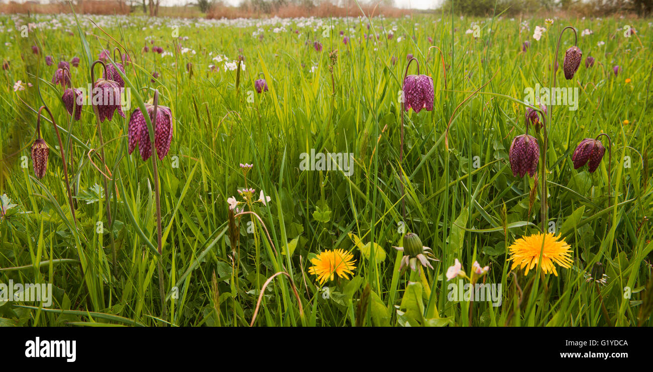 Checkerboard flower hi-res stock photography and images - Alamy