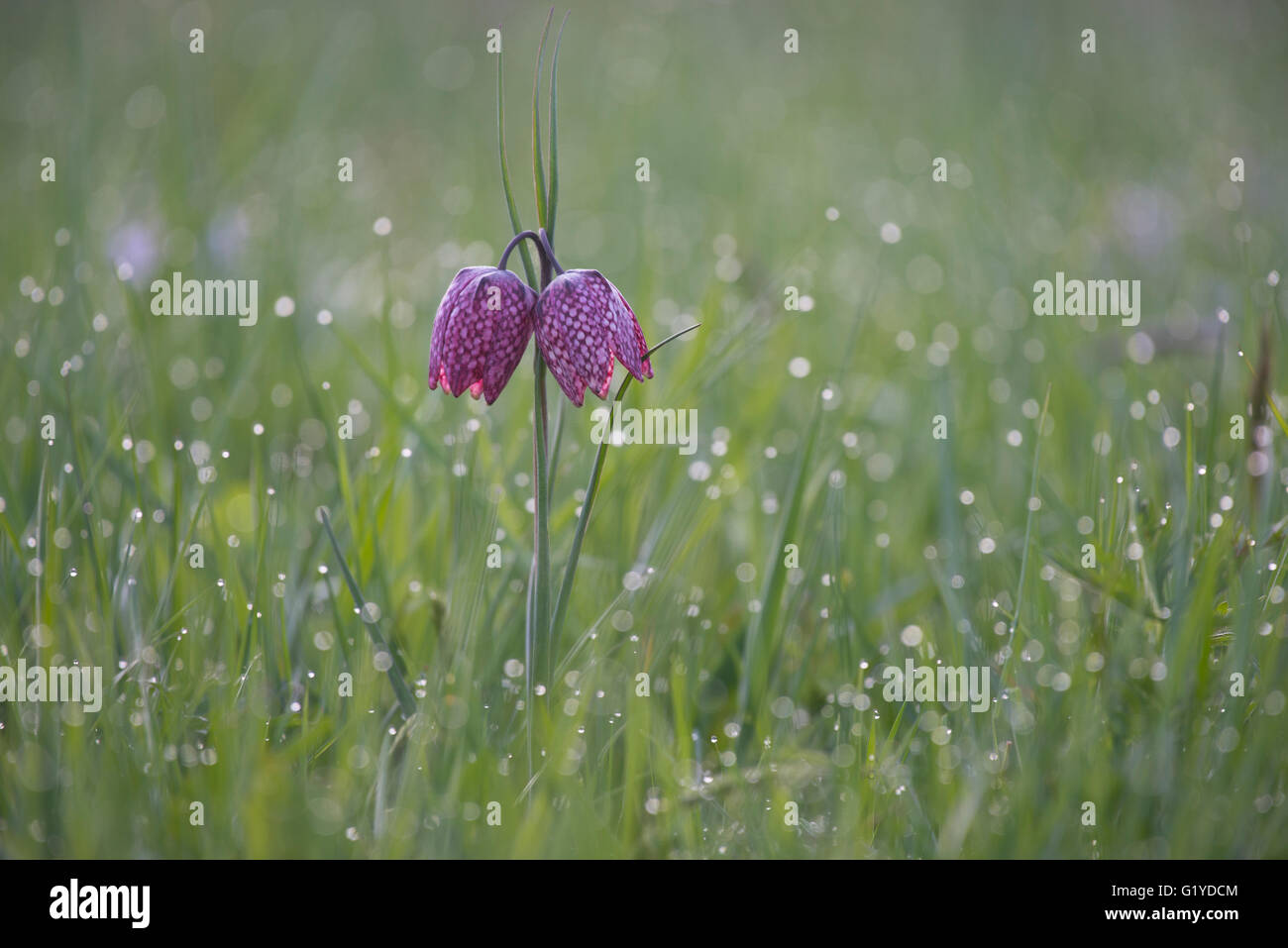 Checkered flowers hi-res stock photography and images - Alamy
