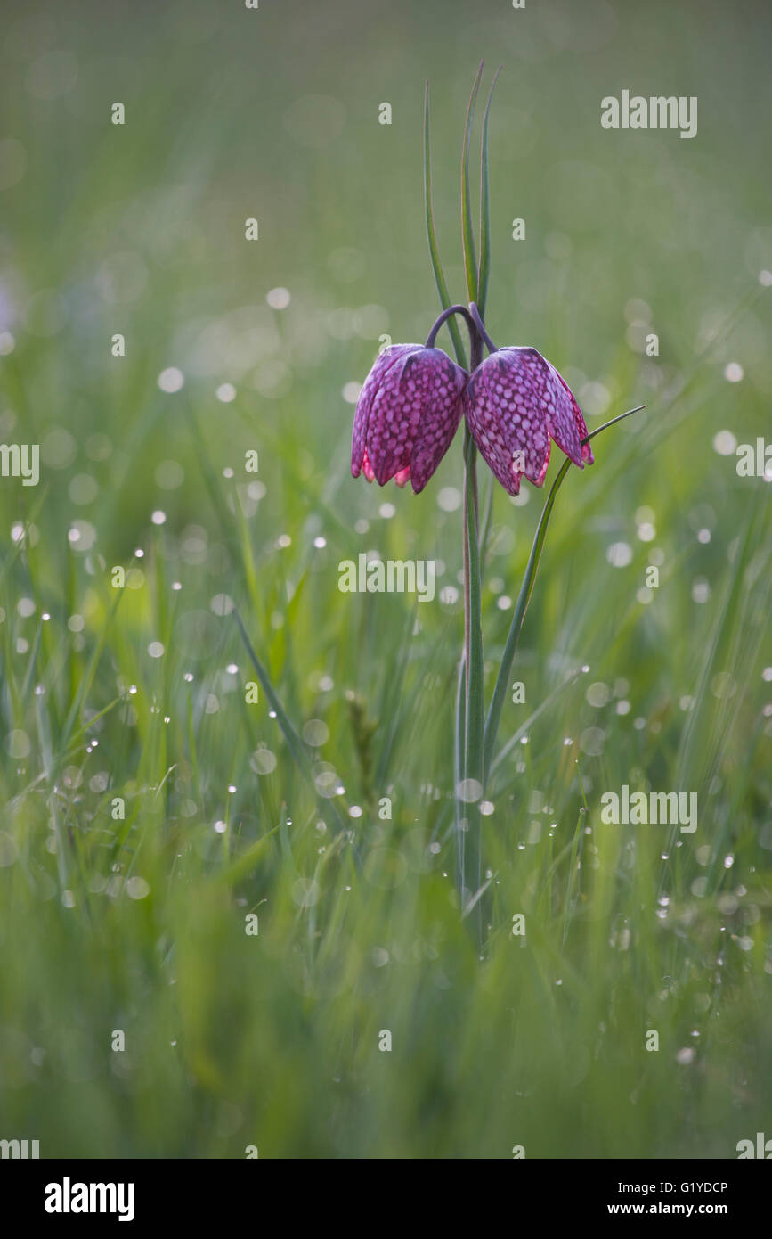 Checkered flowers hi-res stock photography and images - Alamy
