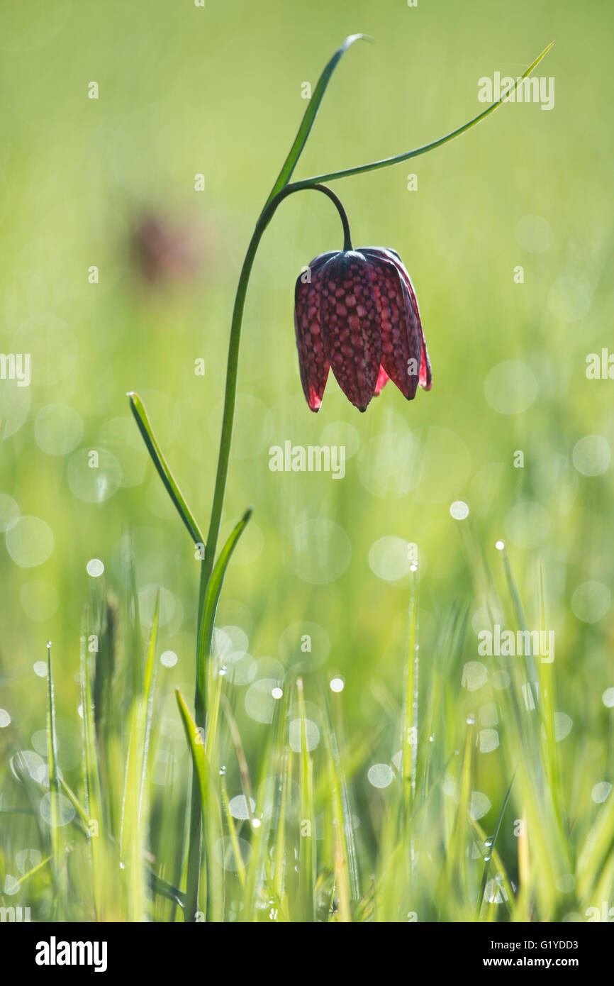 Checkered lily hi-res stock photography and images - Alamy