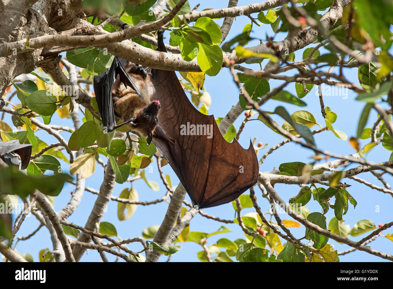 Megabat hi-res stock photography and images - Alamy