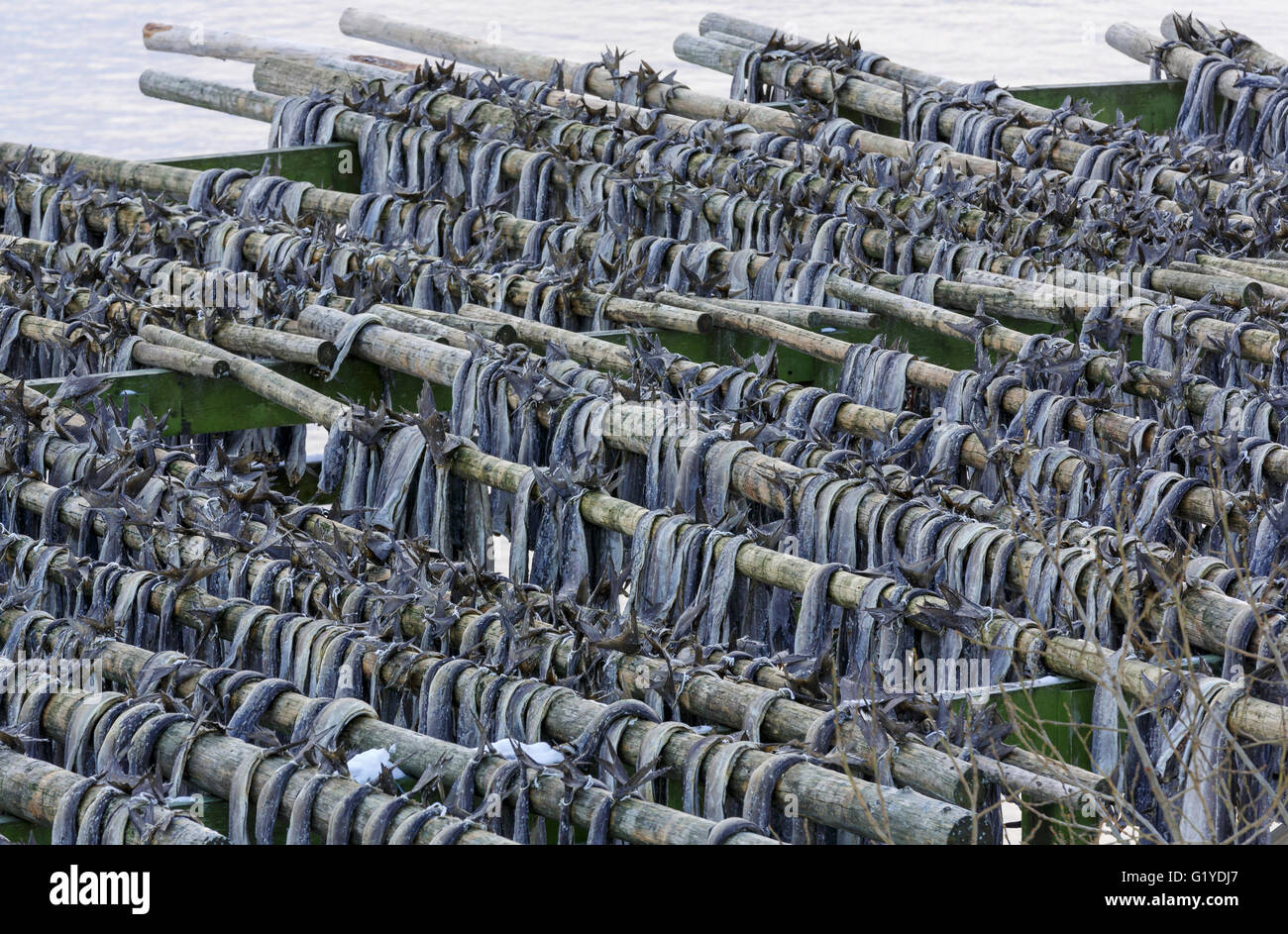 Hanged stockfish, dried fish, Gimsøy, Lofoten, Nordland, Norway Stock ...