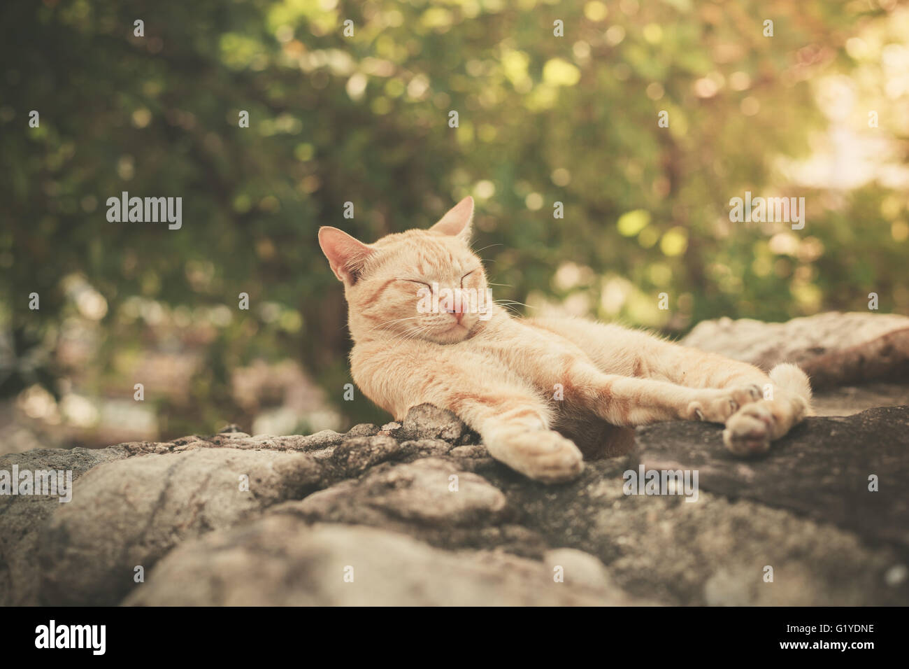 A cat is sleeping on a rock outside Stock Photo - Alamy