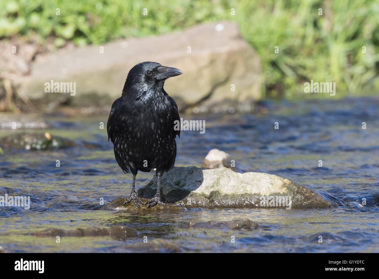 The crow stone hi-res stock photography and images - Alamy