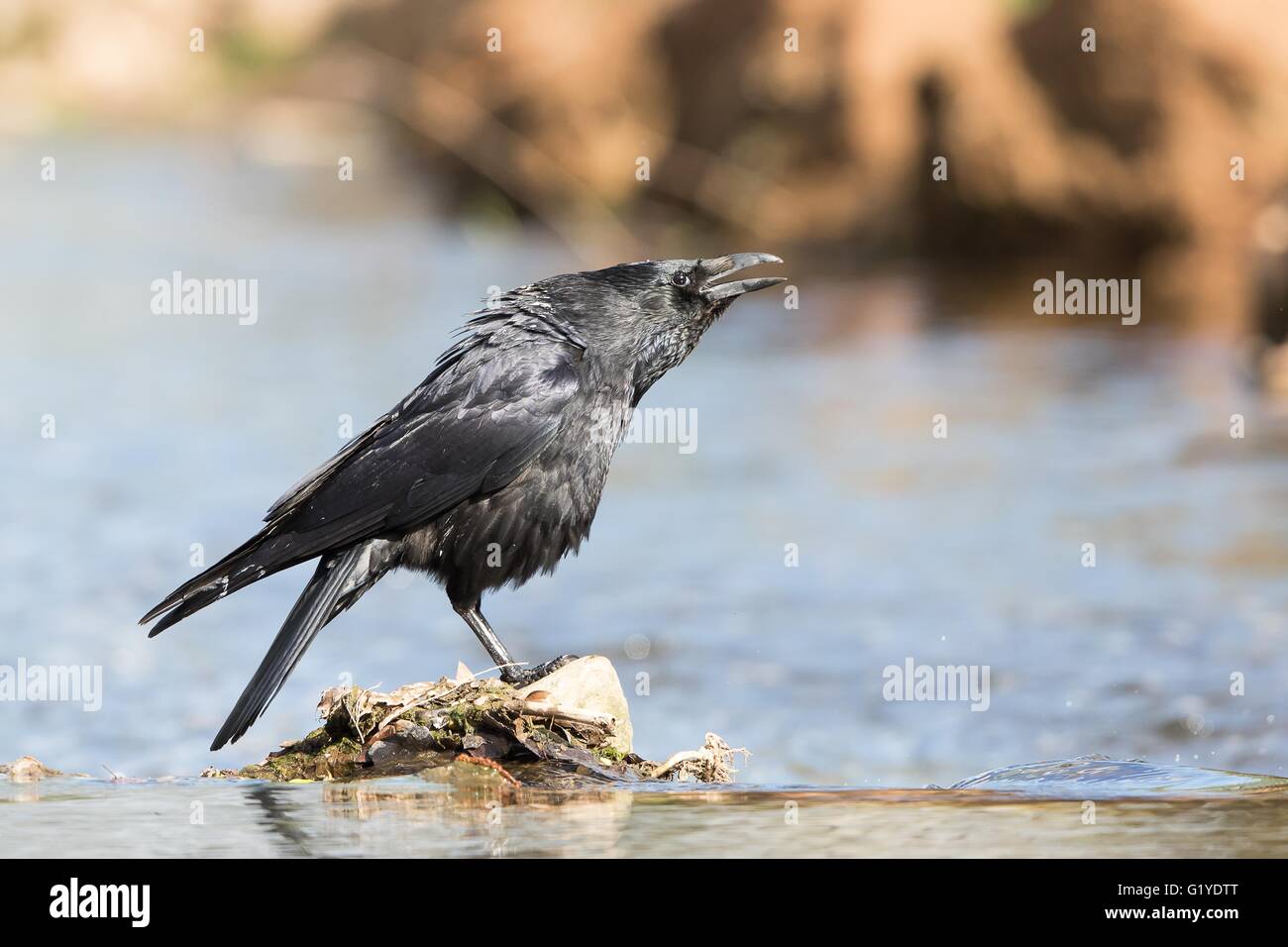 Crow stone water hi-res stock photography and images - Alamy