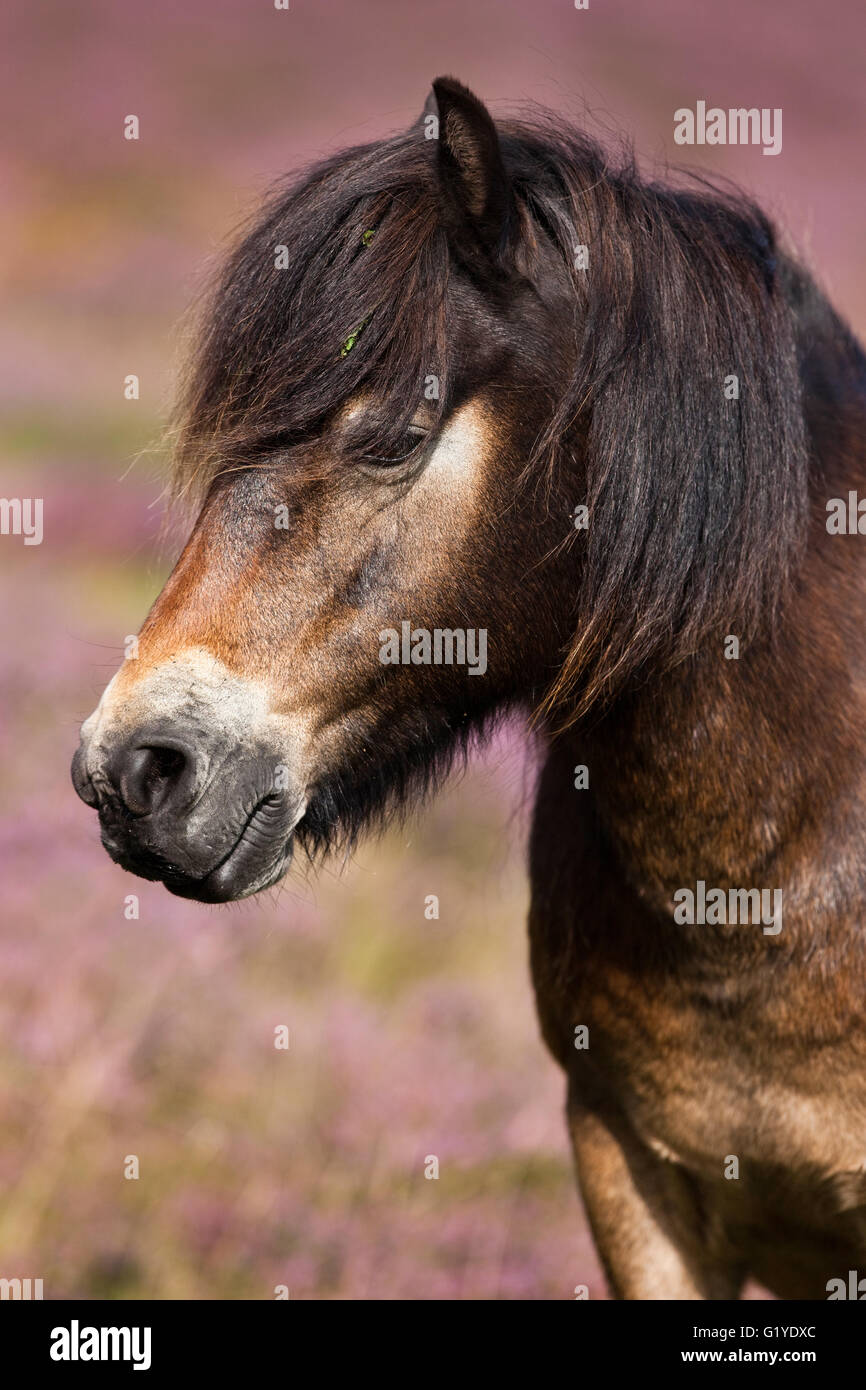 Exmoor Pony, portrait, Exmoor National Park, Somerset, England, United ...