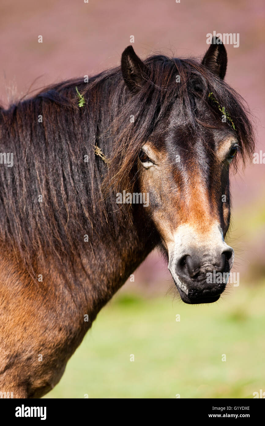 Exmoor Pony, portrait, Exmoor National Park, Somerset, England, United ...