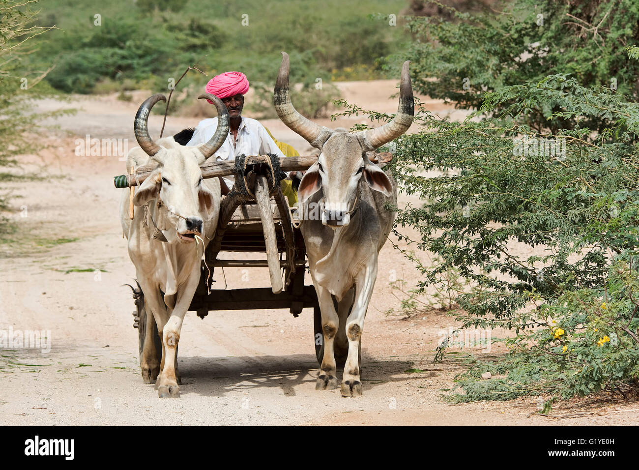 Brahma cow rajasthan hi-res stock photography and images - Alamy