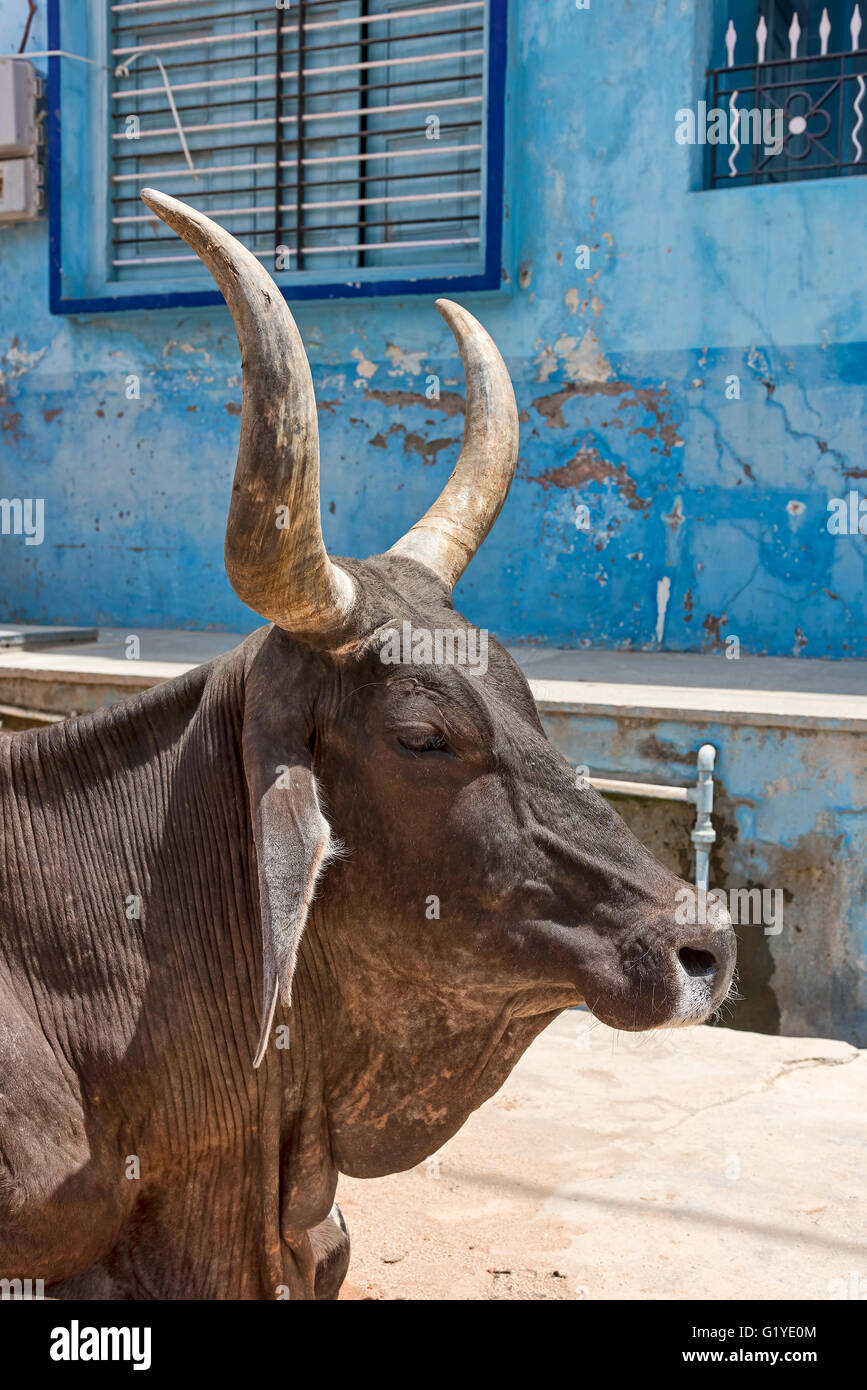 Zebu or hump cattle (Bos primigenius indicus) on the road, portrait ...