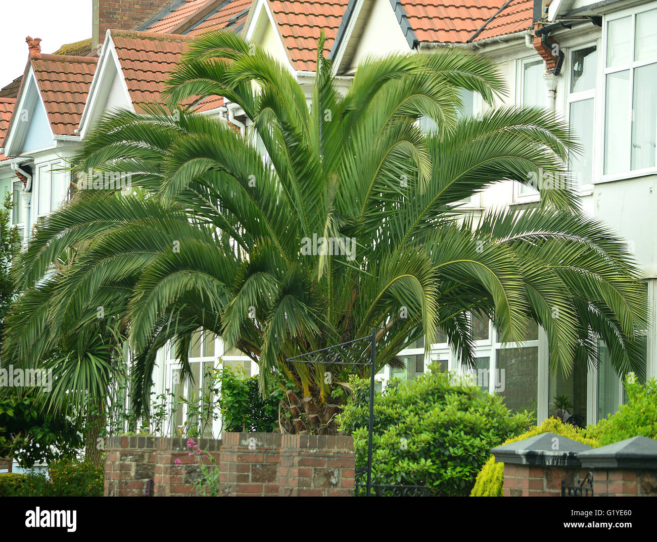 Front garden with a giant palm tree Stock Photo - Alamy