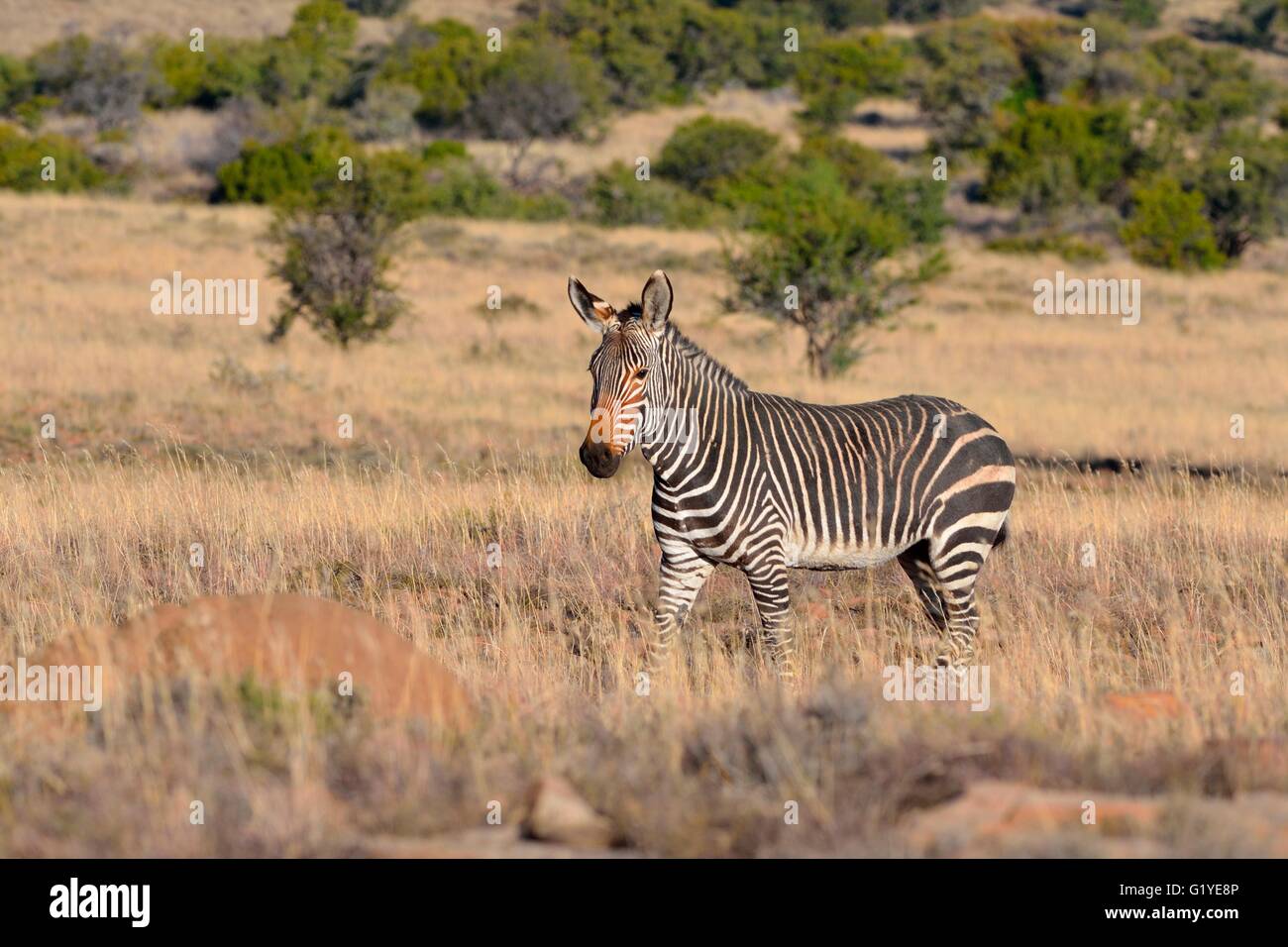 Cape Mountain Zebra (Equus zebra zebra), walking in the dry grass ...
