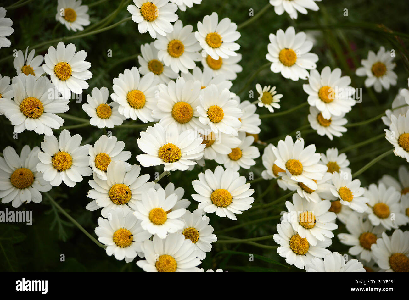 Large white daisy flowers hi-res stock photography and images - Alamy