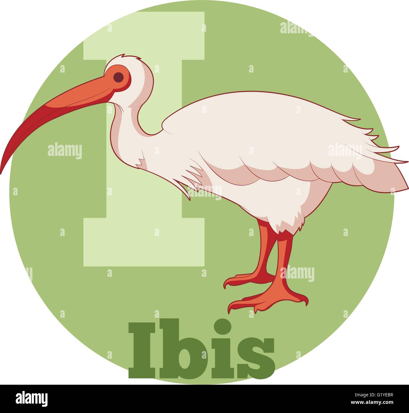 Ibis Stock Vector Images - Alamy