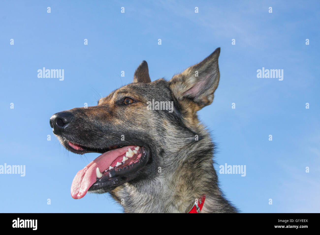 Beautiful wolf dog Stock Photo - Alamy