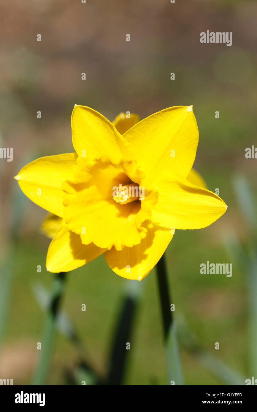 Yellow daffodil (Narcissus pseudonarcissus Stock Photo - Alamy