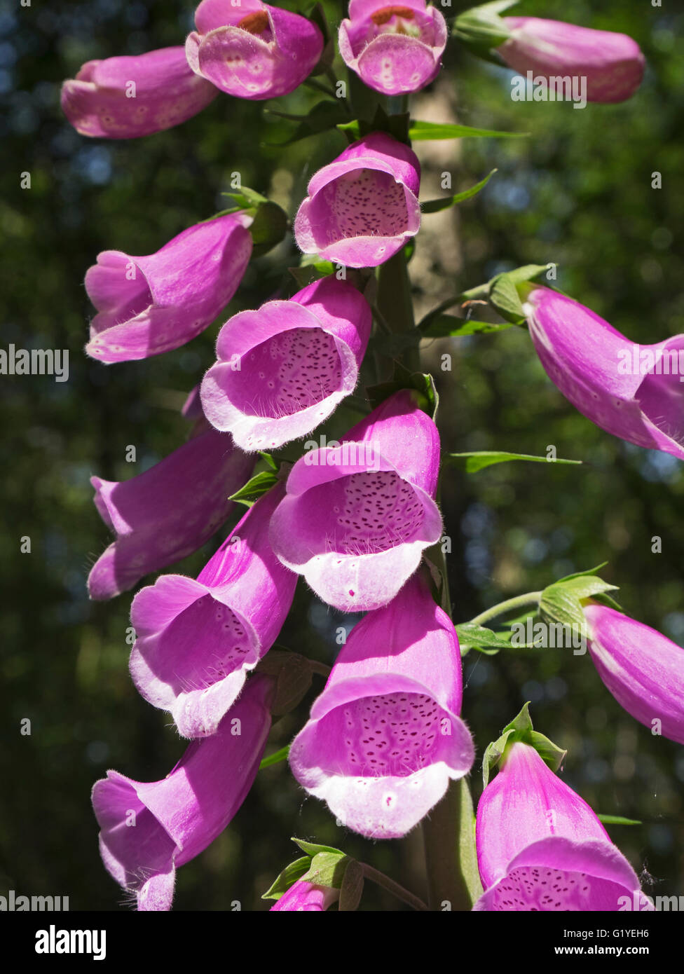 Wild Foxglove Digitalis purpurea growing along woodland track in Tiper ...