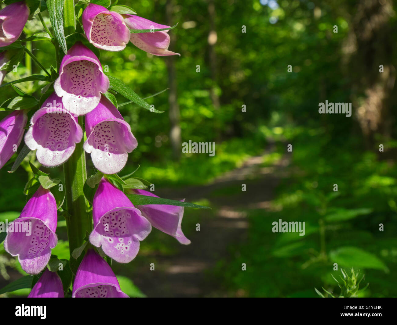 Wild Foxglove Digitalis purpurea growing along woodland track in Tiper ...