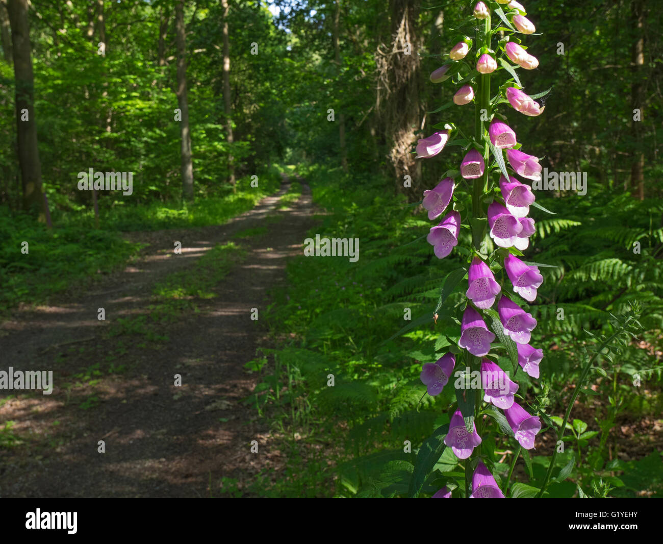 Wild Foxglove Digitalis purpurea growing along woodland track in Tiper ...