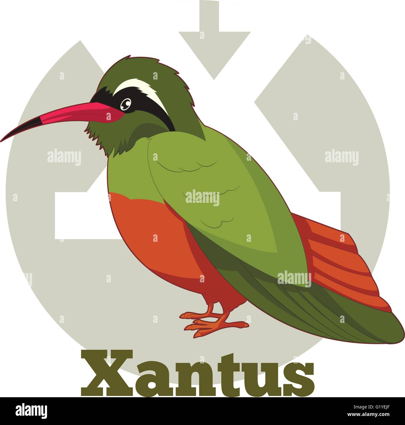 Xantus Stock Vector Images - Alamy