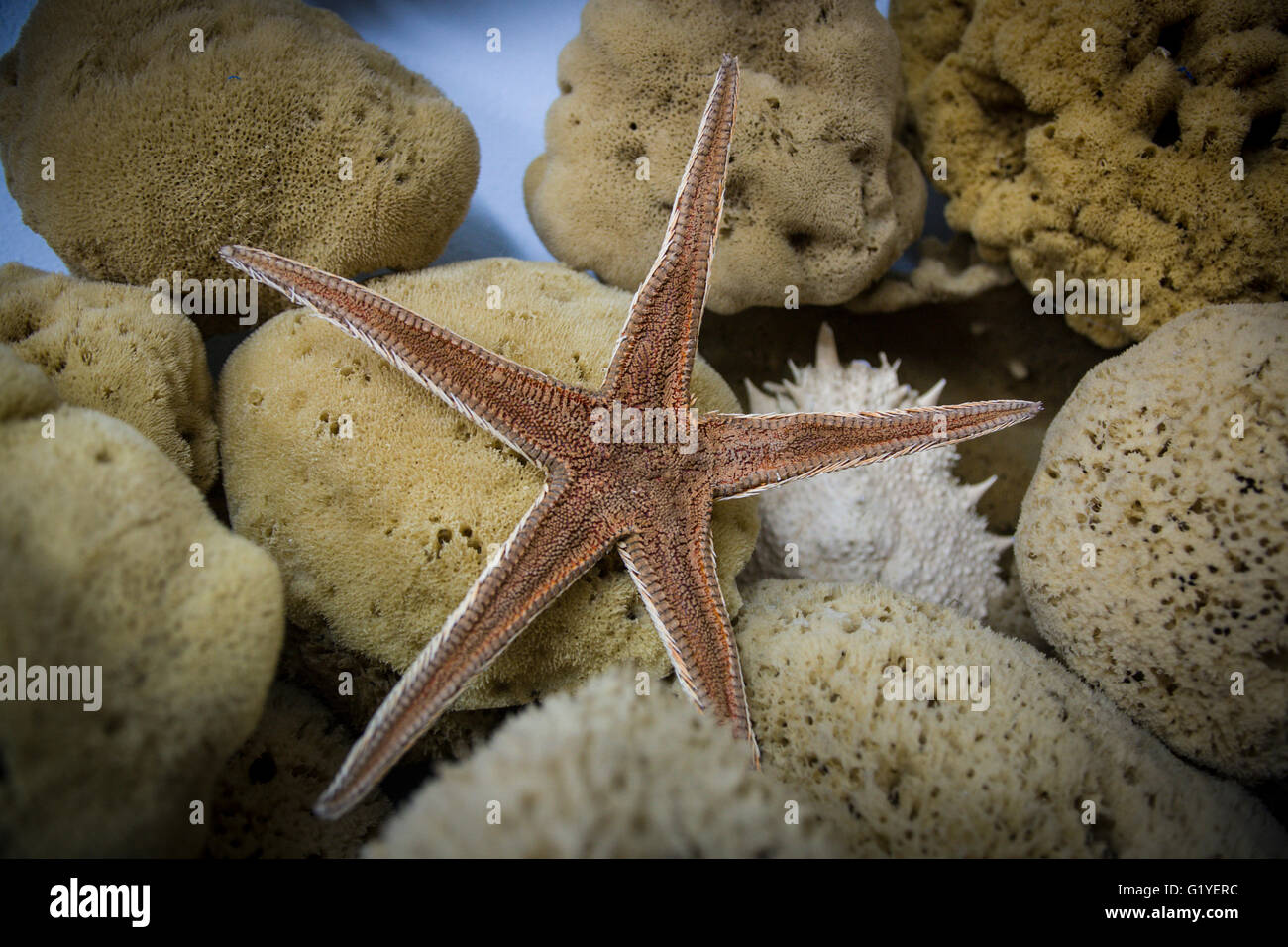 sea shells sponges and starfish, Greece Stock Photo - Alamy