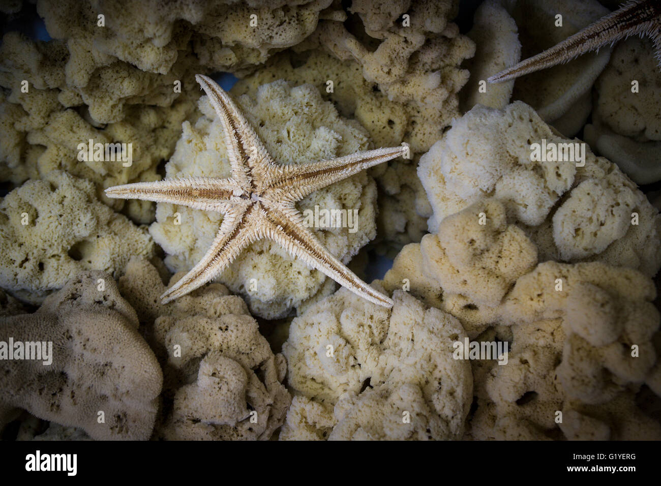 sea shells sponges and starfish, Greece Stock Photo - Alamy