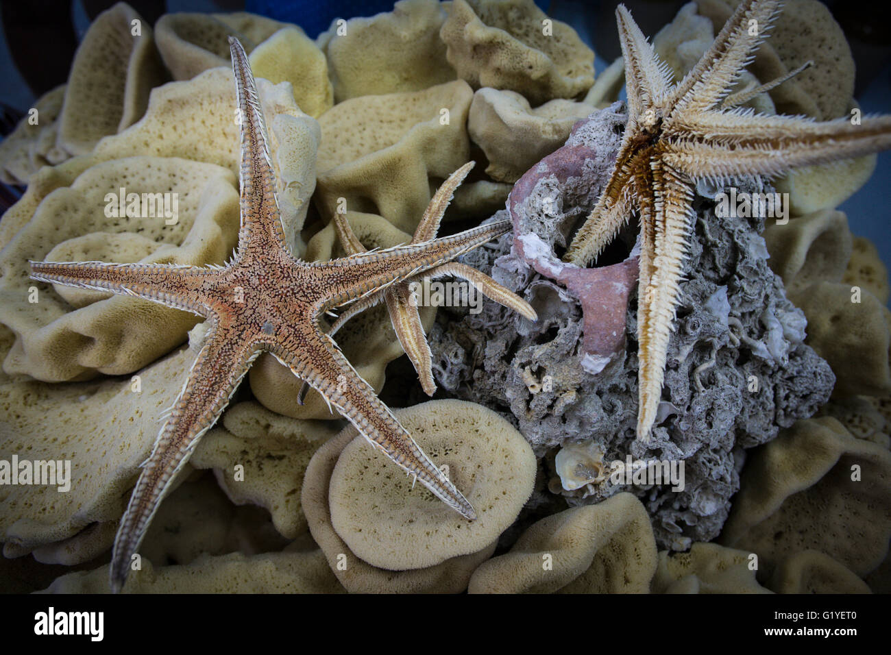 sea shells sponges and starfish, Greece Stock Photo - Alamy
