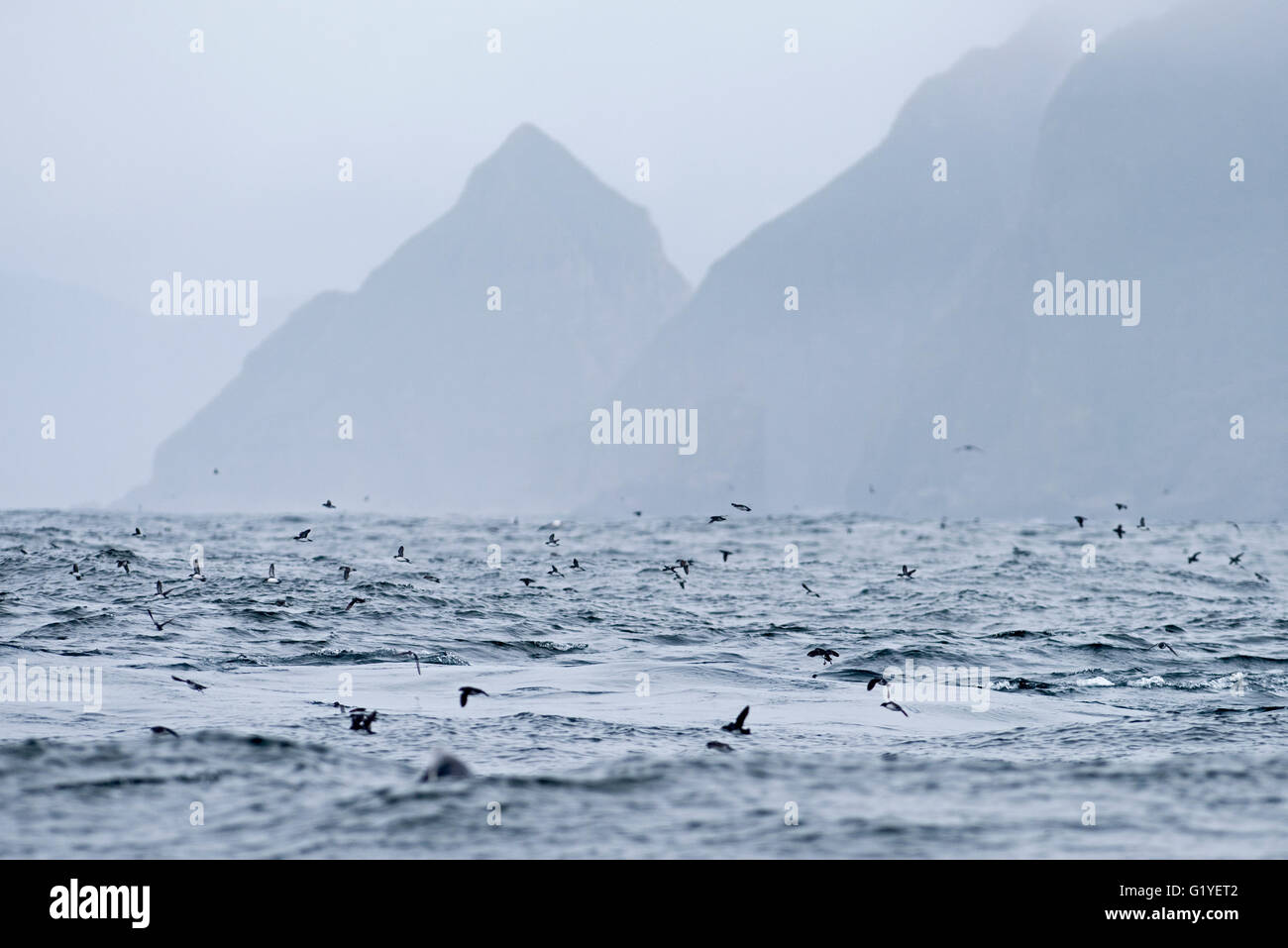 South Georgia and Common Diving Petrel Pelecanoides georgicus ...