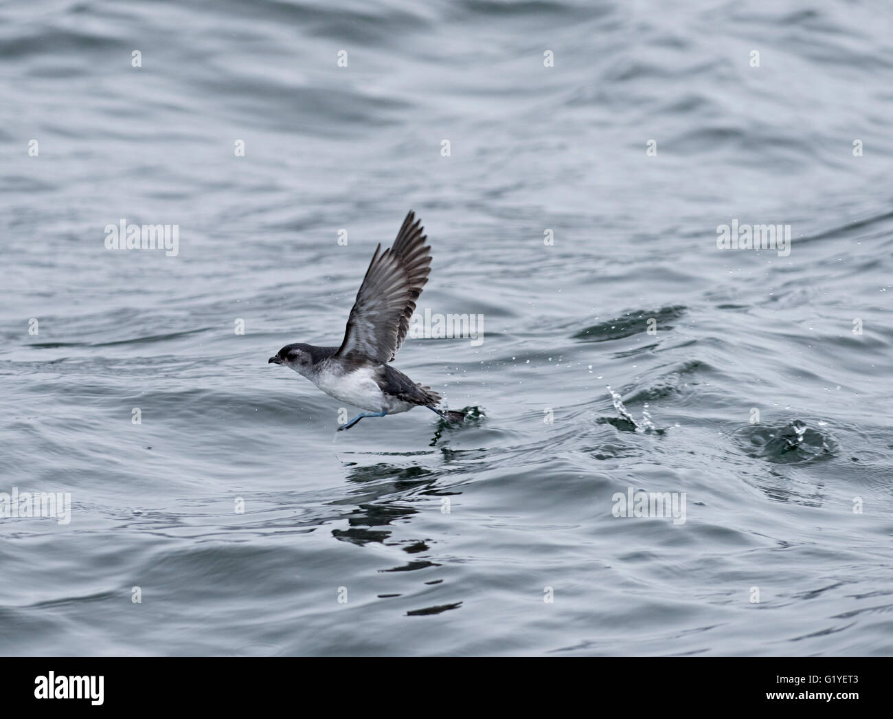 Petrel diving petrel pelecanoides georgicus south georgia southern ...