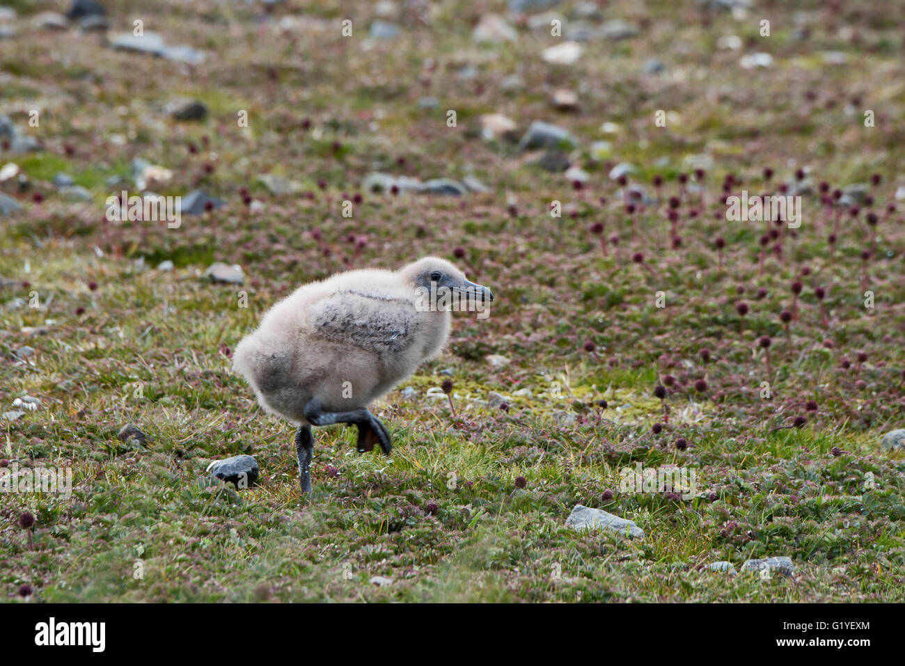 Skua bird hi-res stock photography and images - Alamy
