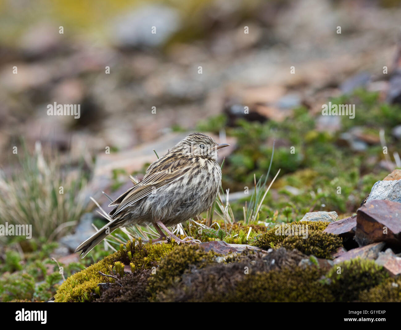 Pipit bird hi-res stock photography and images - Alamy