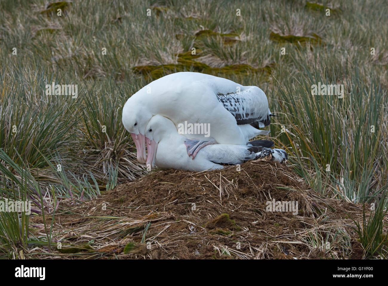 Wandering albatross mating hi-res stock photography and images - Alamy