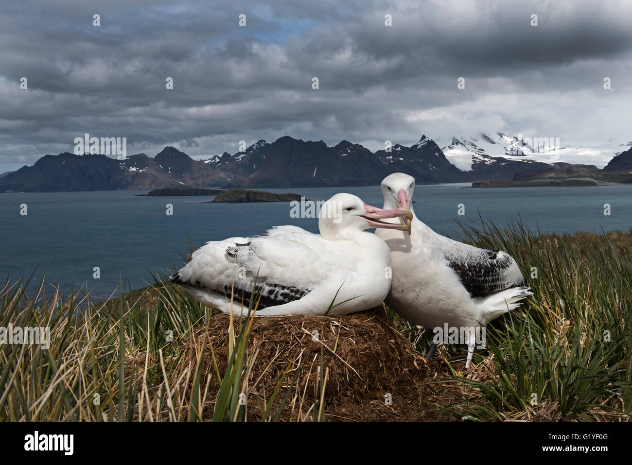 Wandering Albatross Diomeda exulans pair at nest on Albatross Island ...