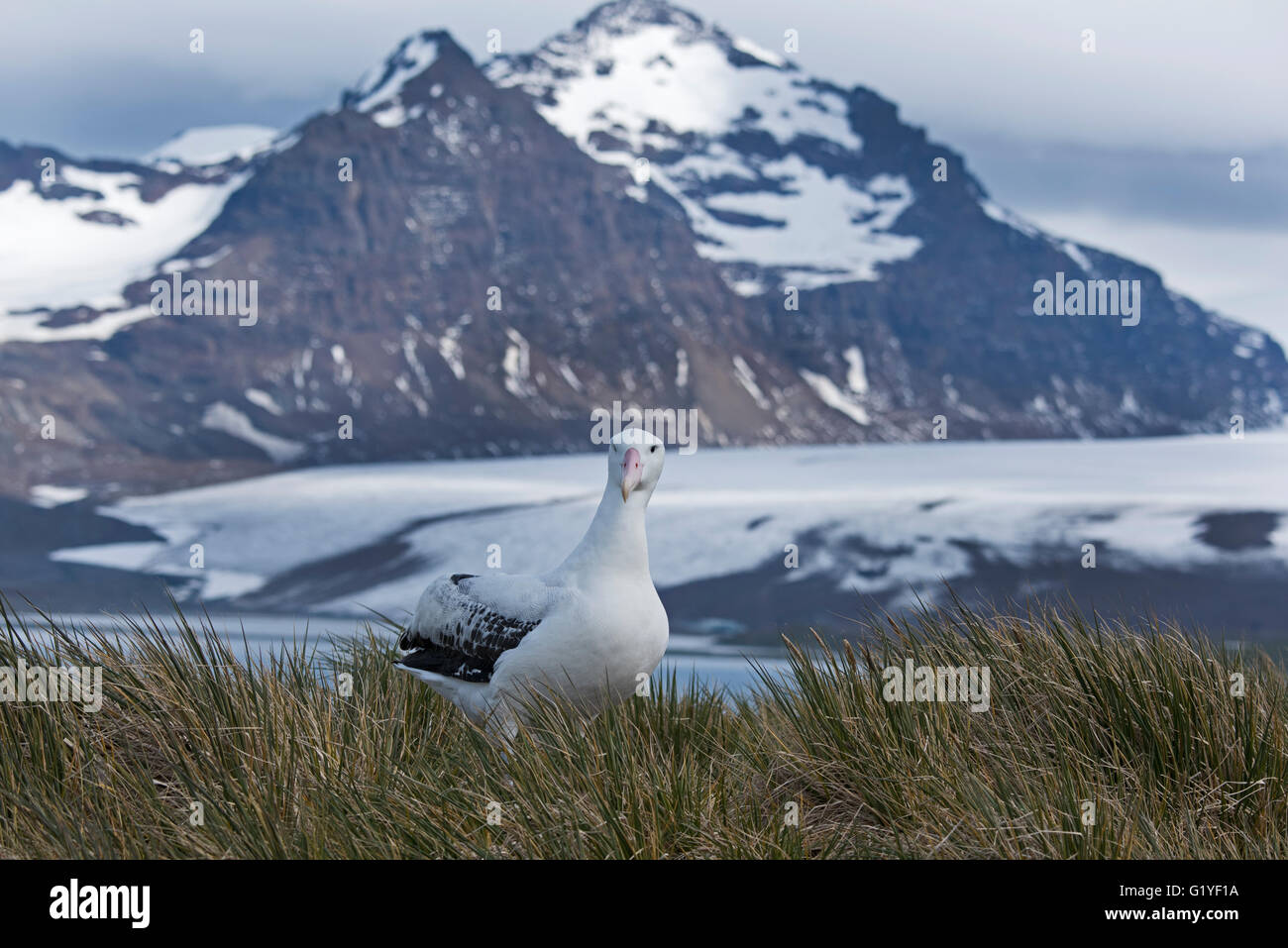 Wandering Albatross Diomeda exulans Albatross Island South Georgia ...