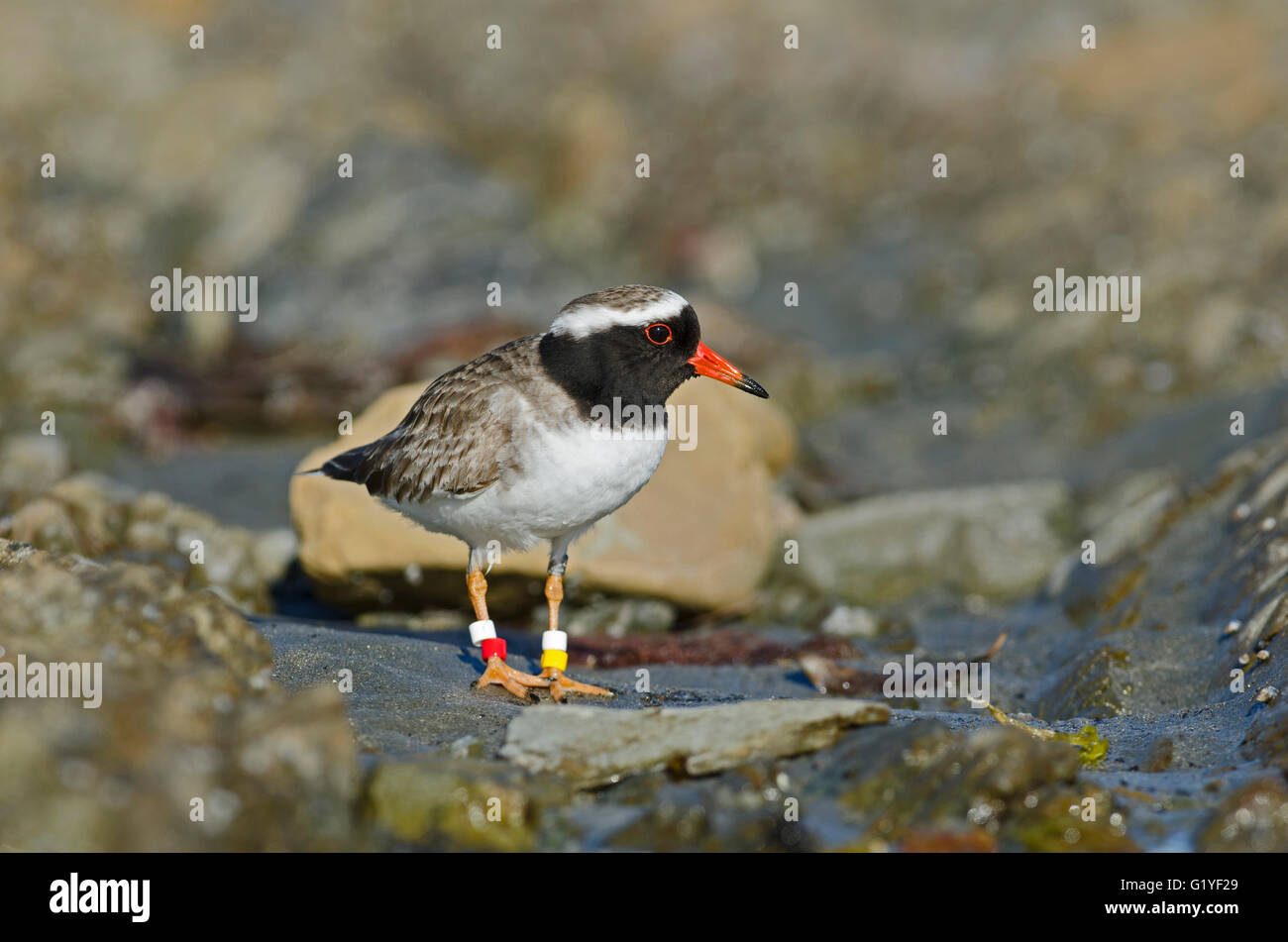 Plover species hi-res stock photography and images - Alamy