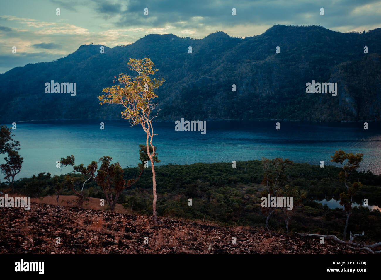 A single tree growing on a hill at sunset over a bay in a tropical ...