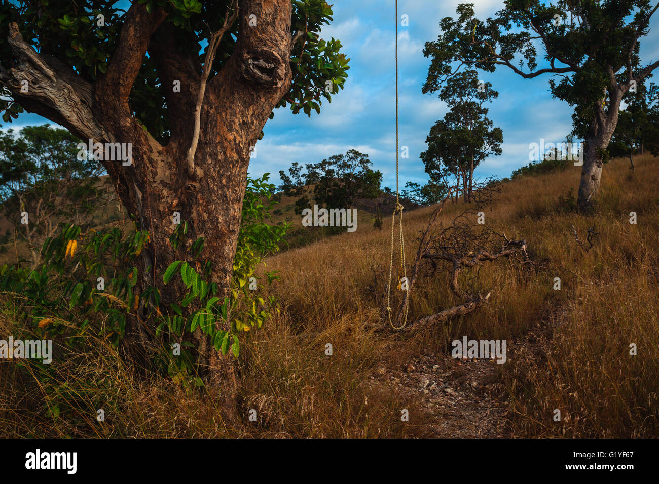 A rope with a noose hanging from a tree on a hill Stock Photo - Alamy