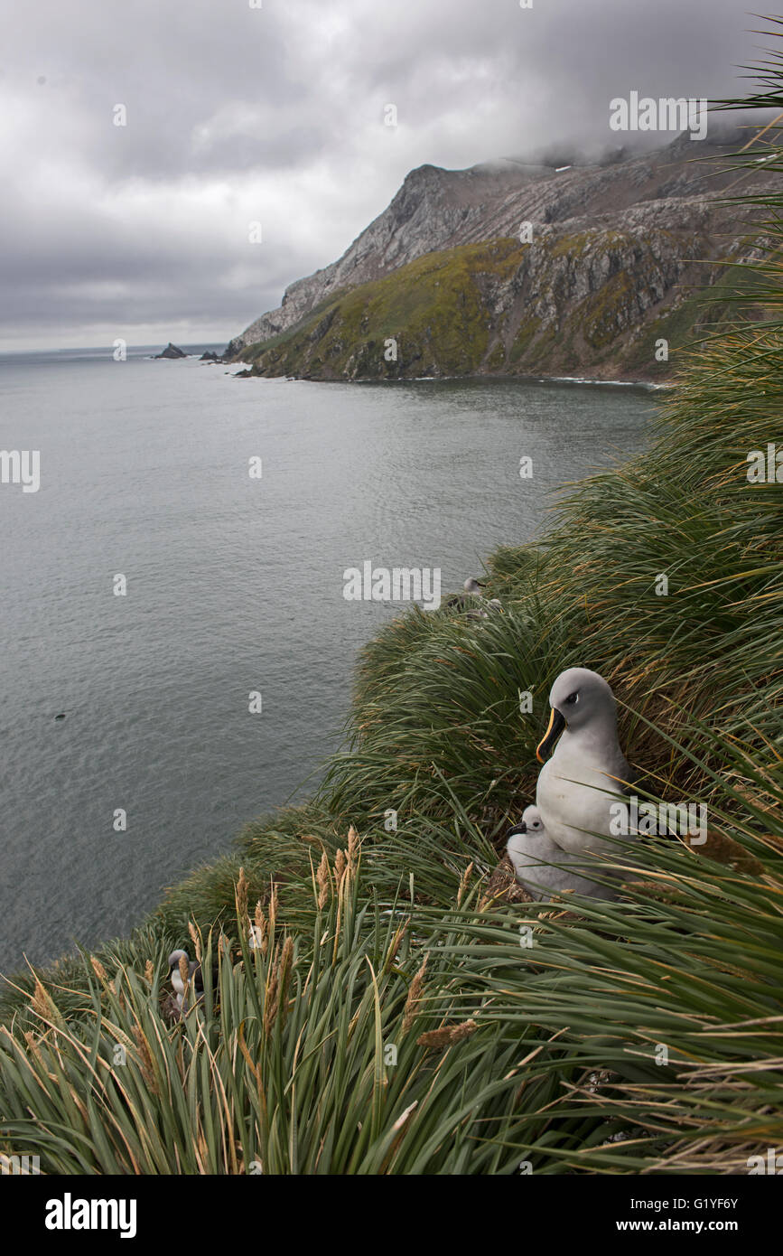 Grey-headed Albatross Thalassarche chrysostoma, adult brooding chick at ...