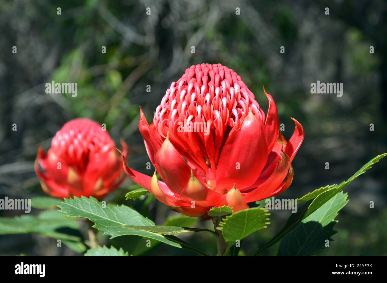 State flower of nsw hi-res stock photography and images - Alamy