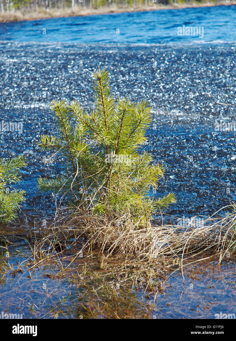Russian Spring landscape with flooded.icy slush on the water of the ...