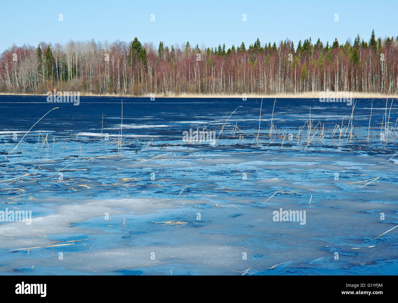 Russian landscape Arkhangelsk Oblast . spring flooding on the lake,Thin ...