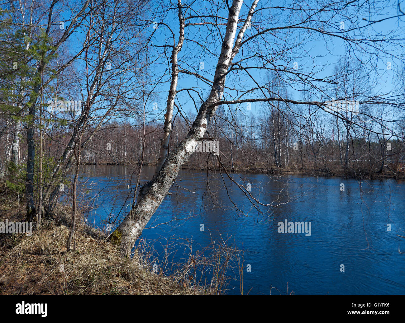 Russian landscape.Spring flooding on the river Arkhangelsk region Stock ...