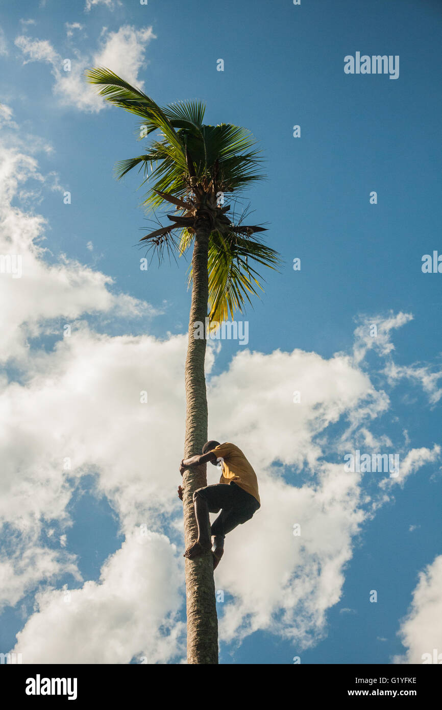Climbing a palm tree Stock Photo - Alamy