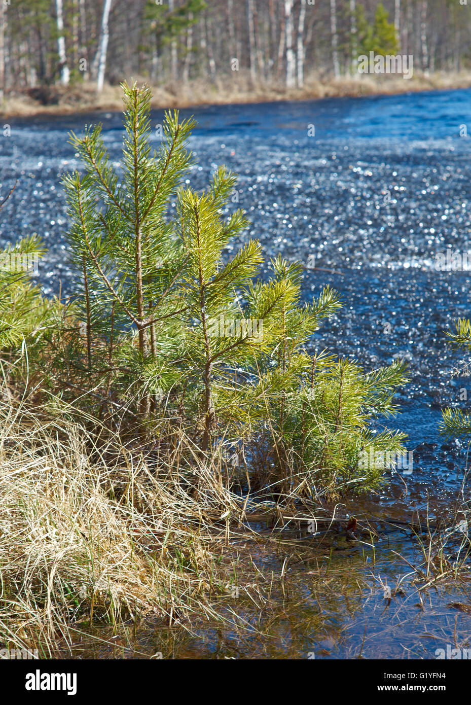 Russian Spring landscape with flooded.icy slush on the water of the ...