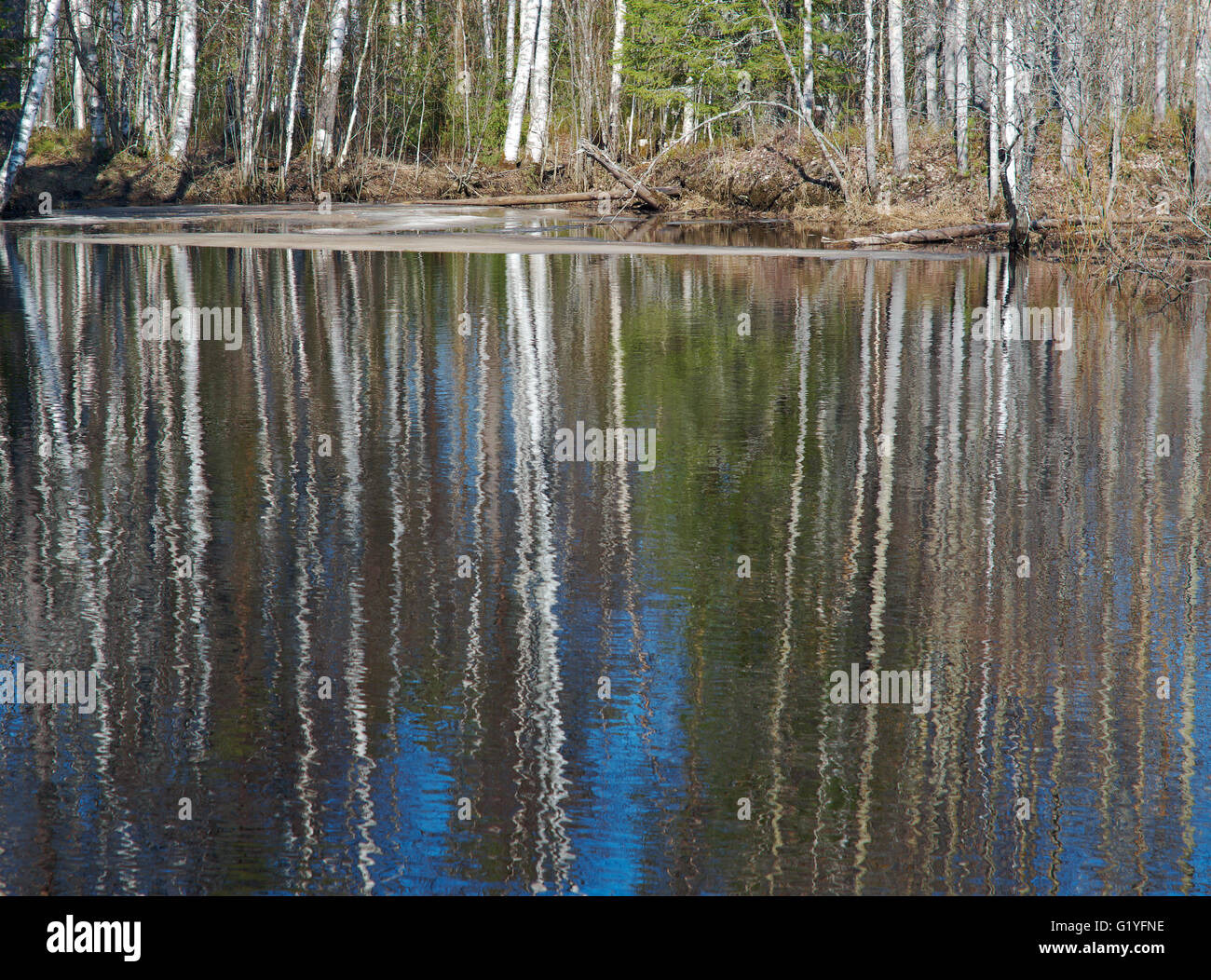 Russian landscape.Spring flooding on the river,Reflection of trees in ...