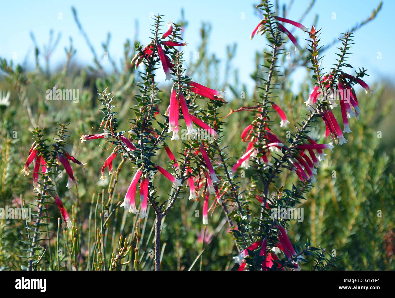 Pink, red and white bell shaped flowers of the Australian Fuchsia Heath ...