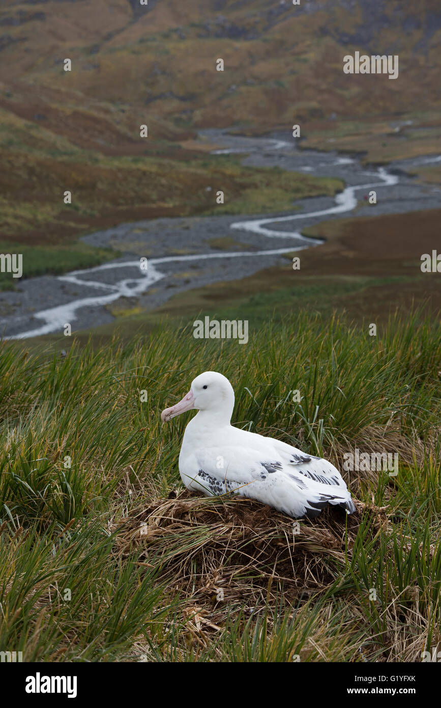 Wandering albatross egg on nest hi-res stock photography and images - Alamy