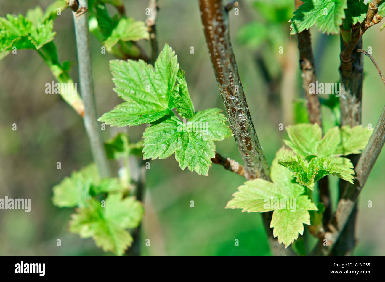 young leaves of raspberry. close up Stock Photo - Alamy